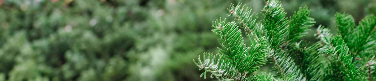 Maximize the Life of Your Christmas Tree🎄 – Coletta & Tyson Garden Centre