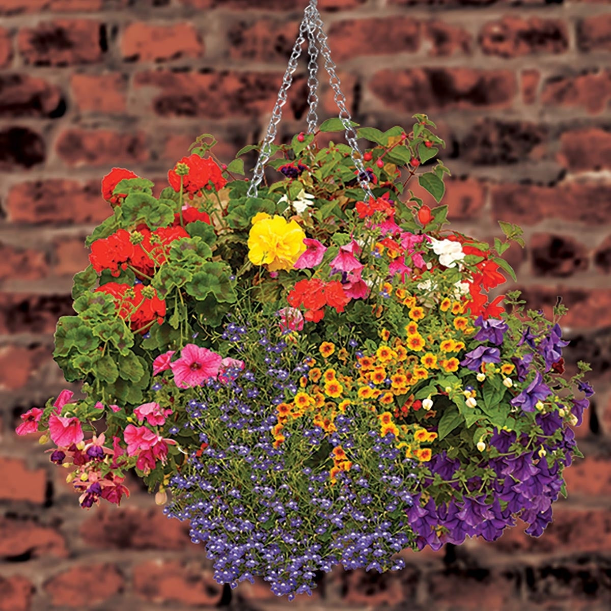 Hanging Basket Chain 3/4 arms – Coletta & Tyson Garden Centre