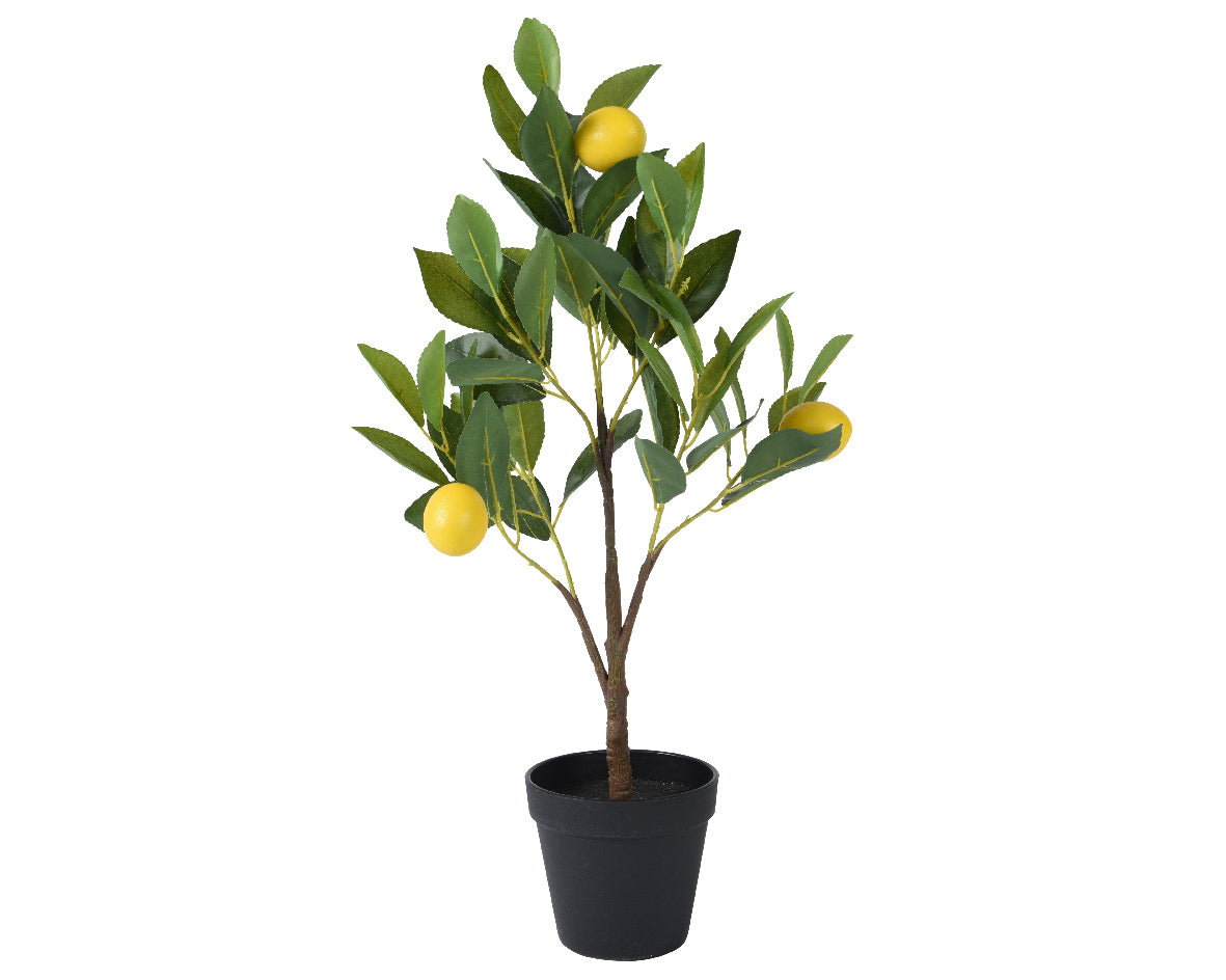 Lemon Tree in Pot – Coletta & Tyson Garden Centre