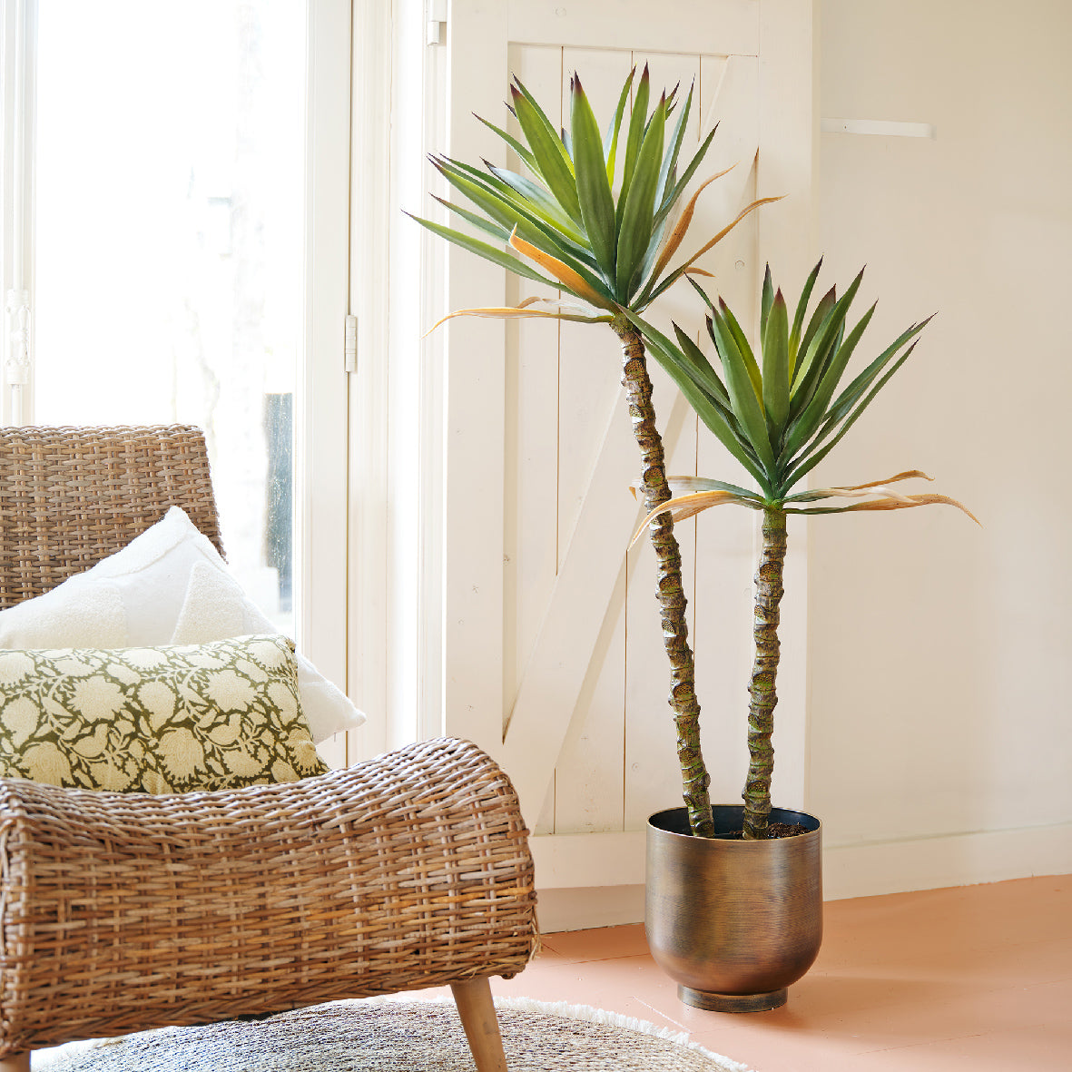 Sisal Tree in Pot – Coletta & Tyson Garden Centre
